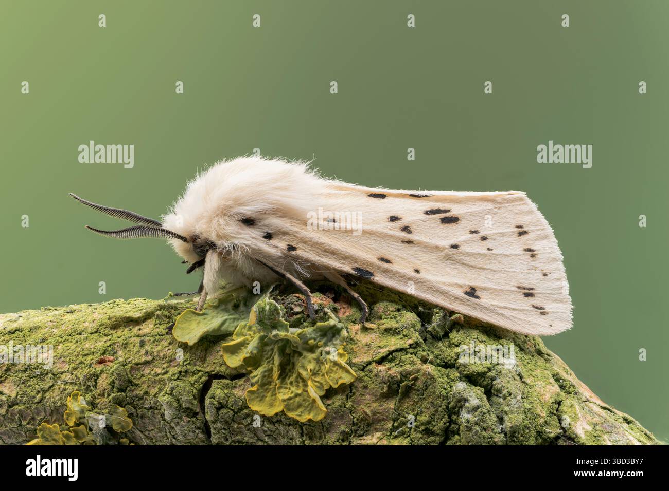 adult white ermine moth, Spilosoma lubriciepeda, Norfolk, United ...