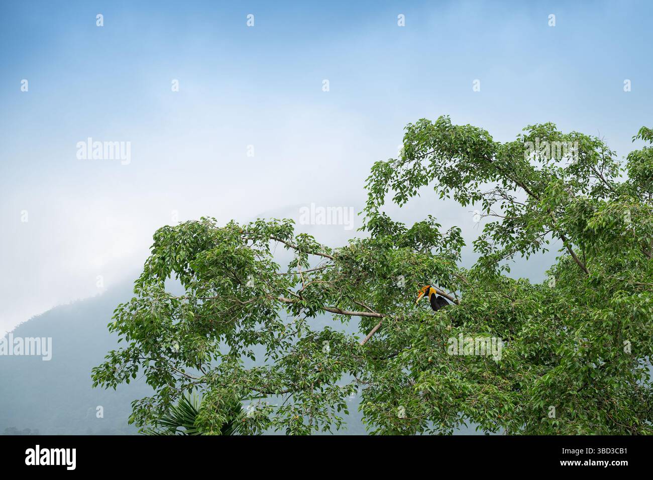 The great hornbill bird, Buceros bicornis, also known as the concave ...
