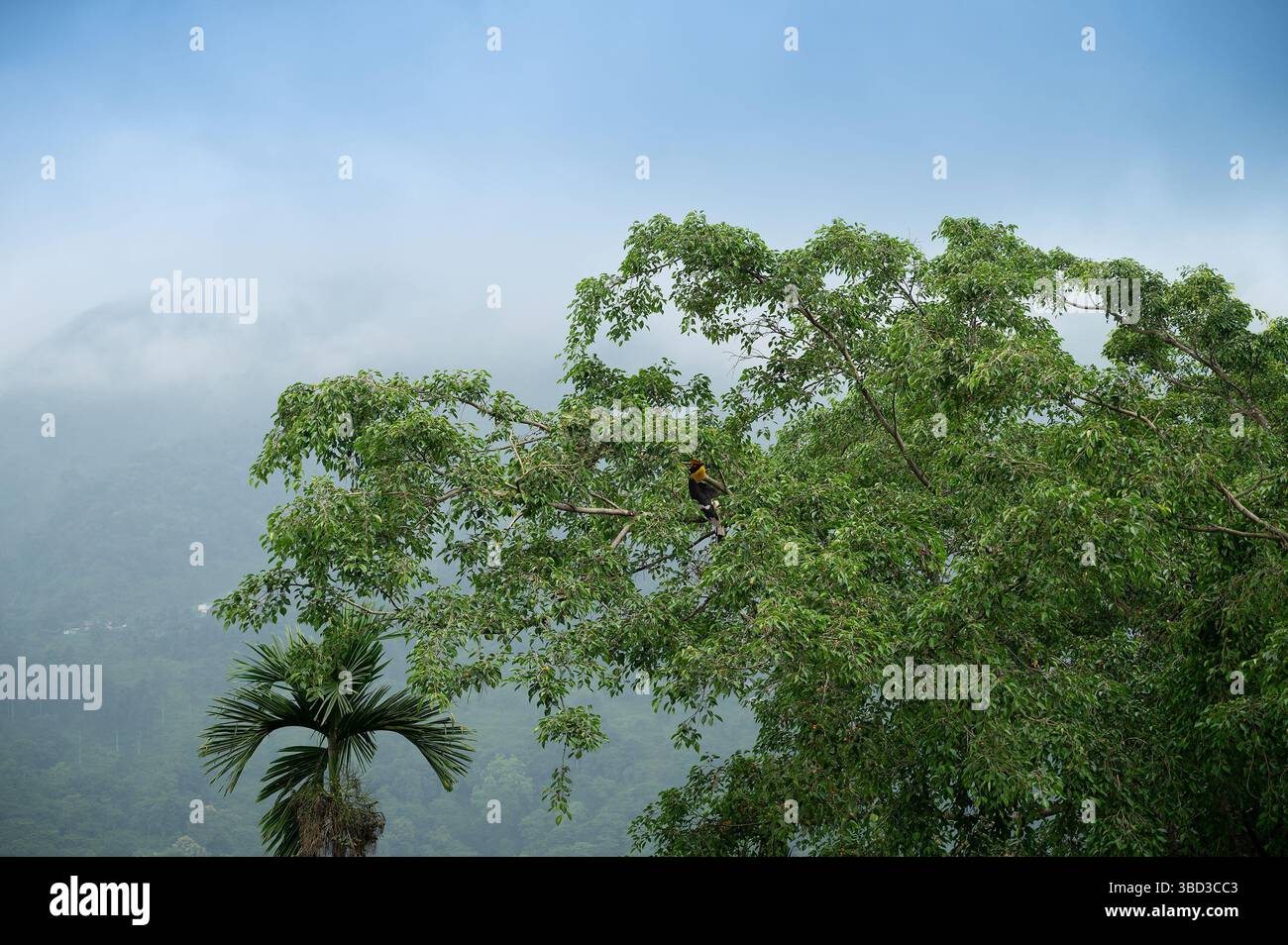 The great hornbill bird, Buceros bicornis, also known as the concave ...