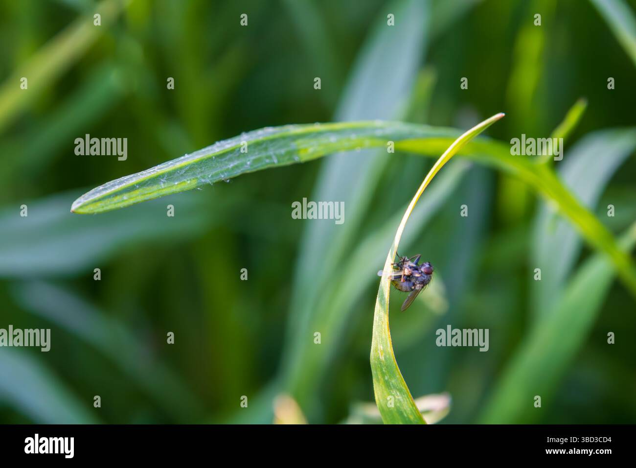 Feldfotografie hi-res stock photography and images - Alamy