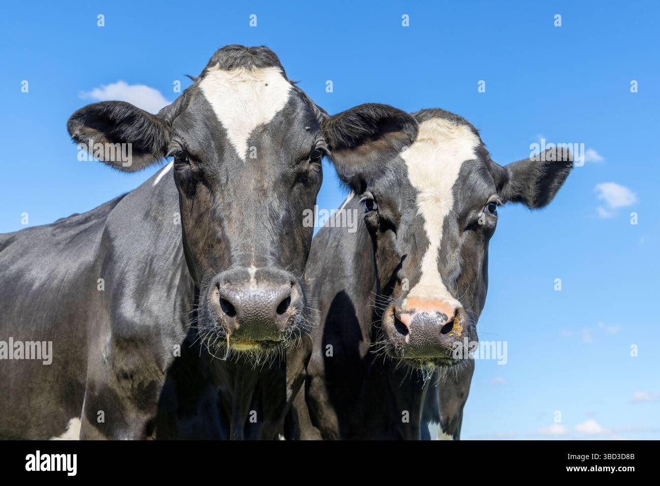 Two cow heads side by side, together, cows on white with dreamy eyes ...