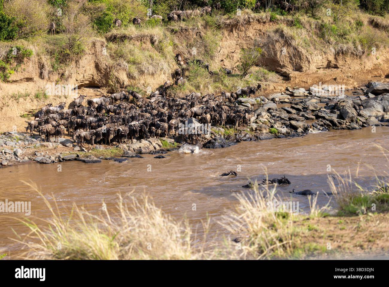 Wildebeest crossing the Mara river during the annual great migration ...