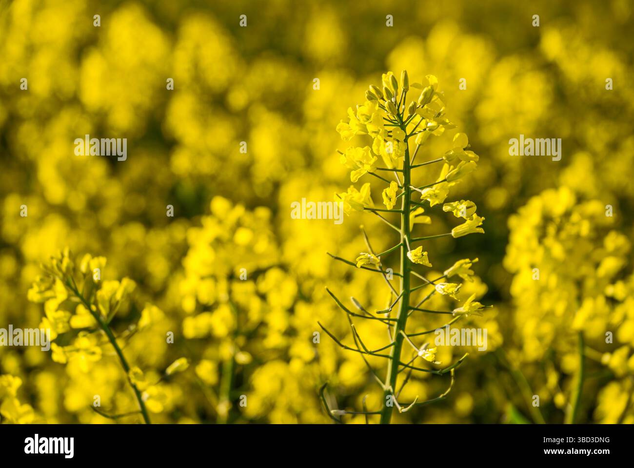 Sunlit canola field hi-res stock photography and images - Alamy