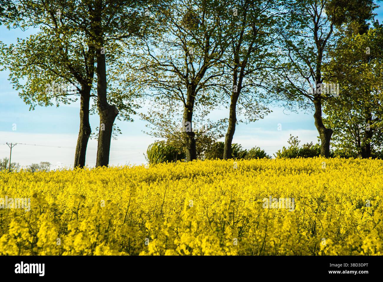 Golden yellow canola field under blue sky with towering trees along the ...