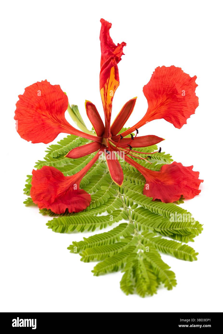 Flamboyant flower and leaf isolated on white Stock Photo - Alamy