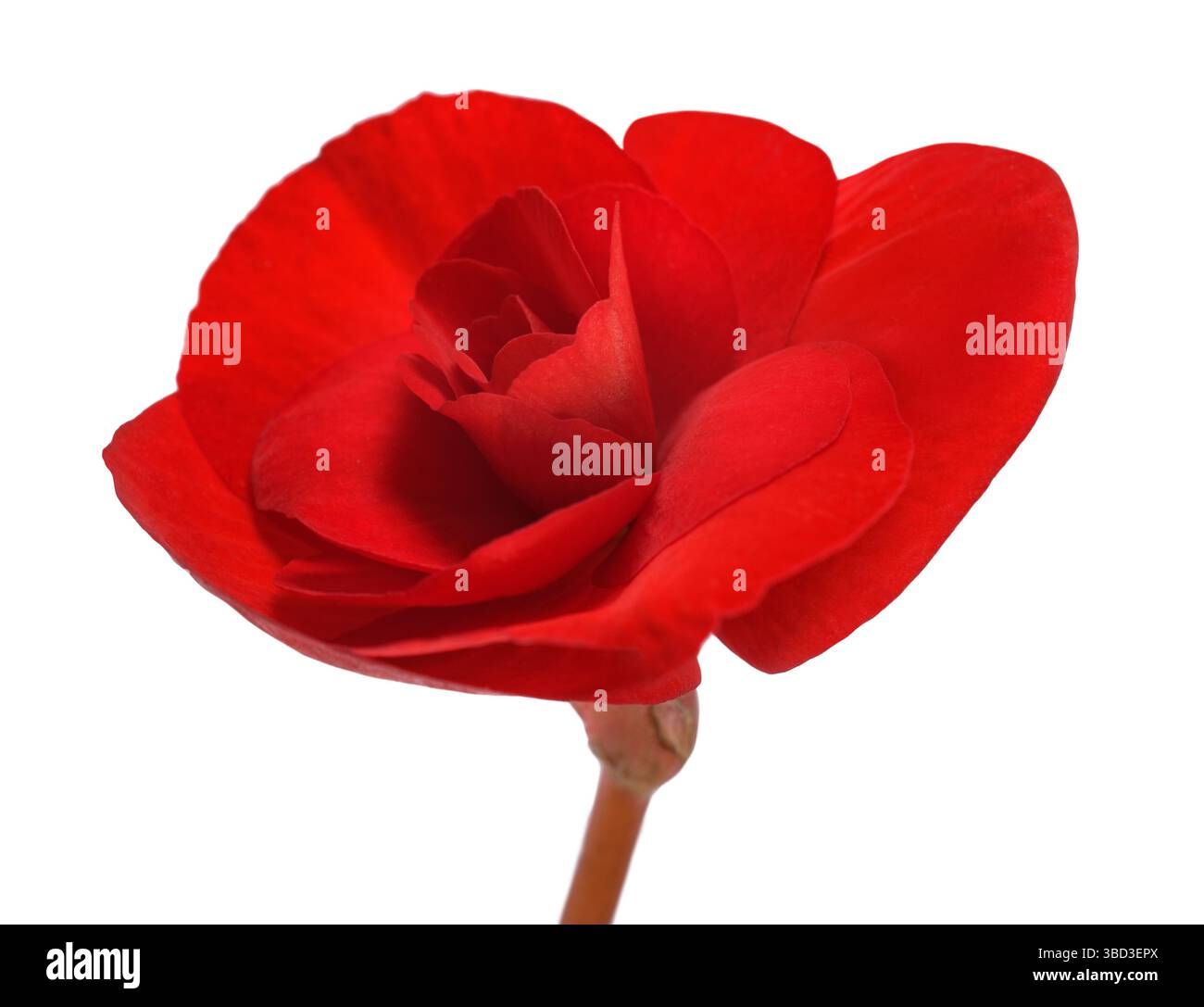 Red Begonia flower isolated on white background Stock Photo - Alamy