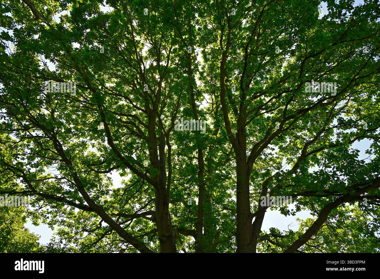 Fresh green spring leaves of common English oak tree, Quercus Robur UK ...