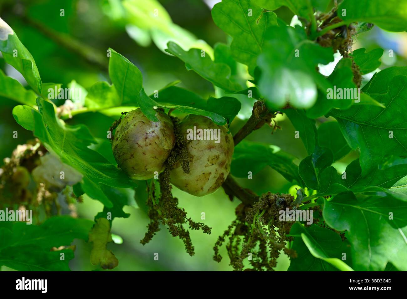 Fresh spring oak apple galls, caused by Amphibolips confluent in ...