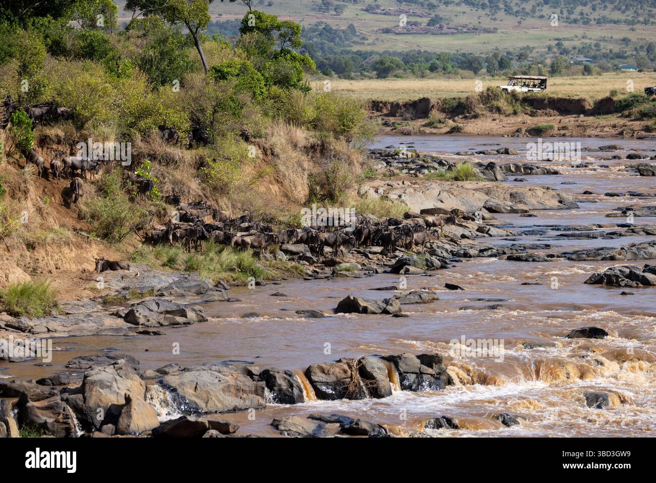 Wildebeest crossing the Mara river during the annual great migration ...