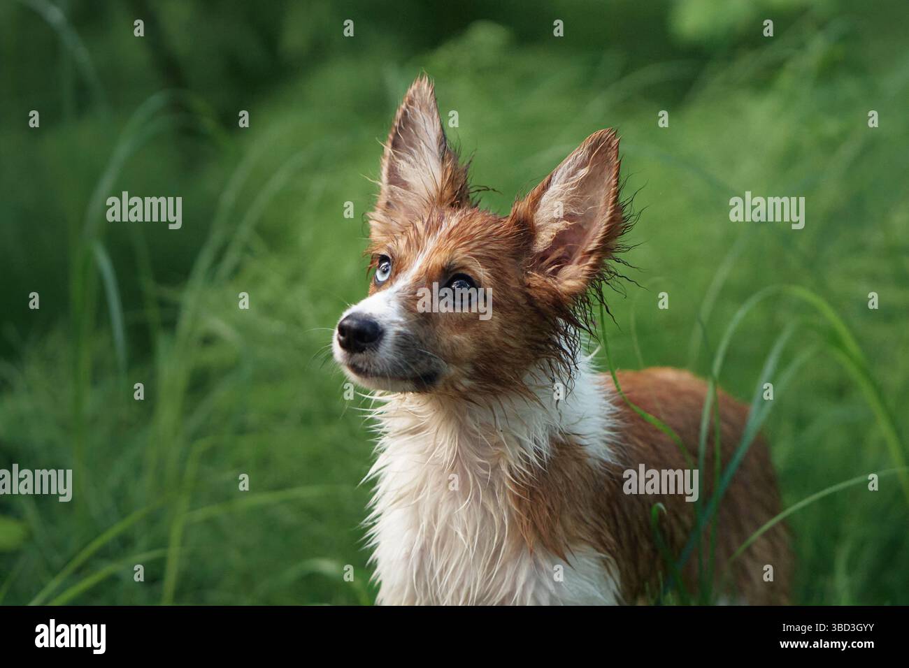 A Border Pap poses confidently in tall forest grass surrounded by ...