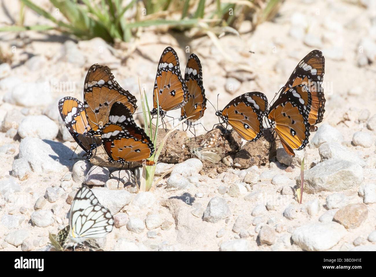 African Monarch Butterfly (Danaus chrysippus). aka Plain Tiger feeding ...