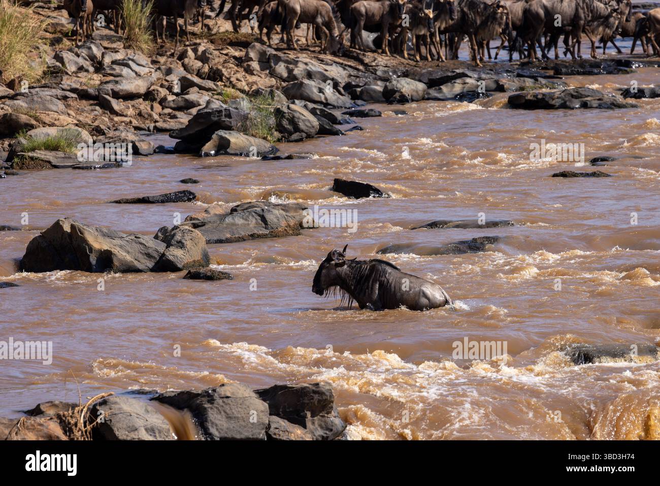 Wildebeest crossing the Mara river during the annual great migration ...