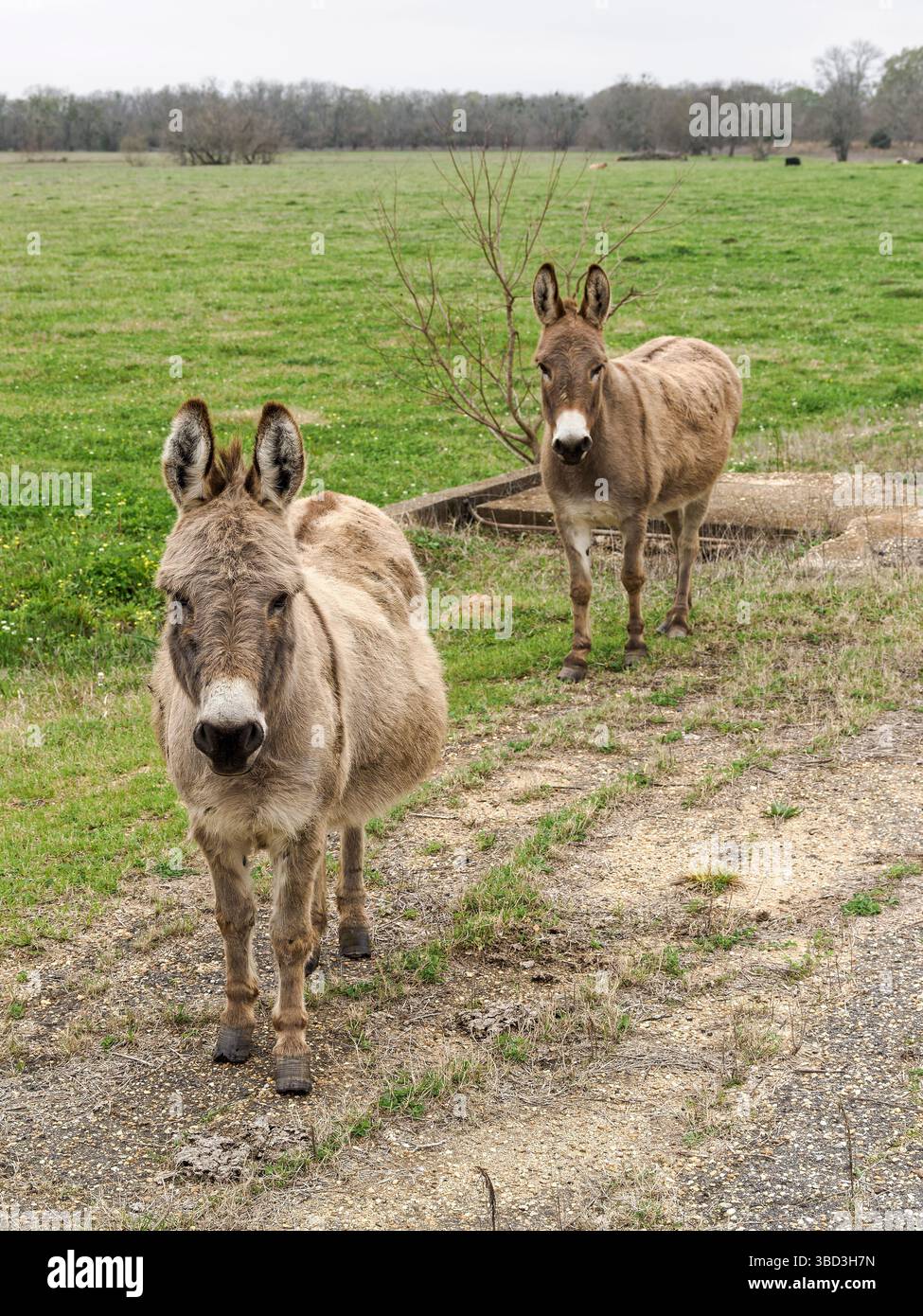 Burrors hi-res stock photography and images - Alamy