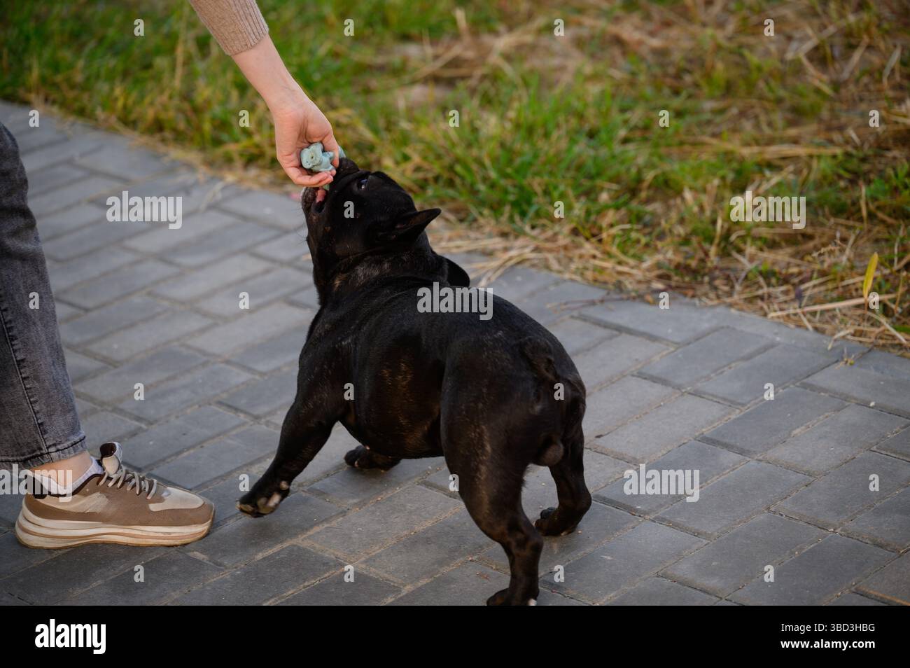 =plays during spring training hi-res stock photography and images - Alamy