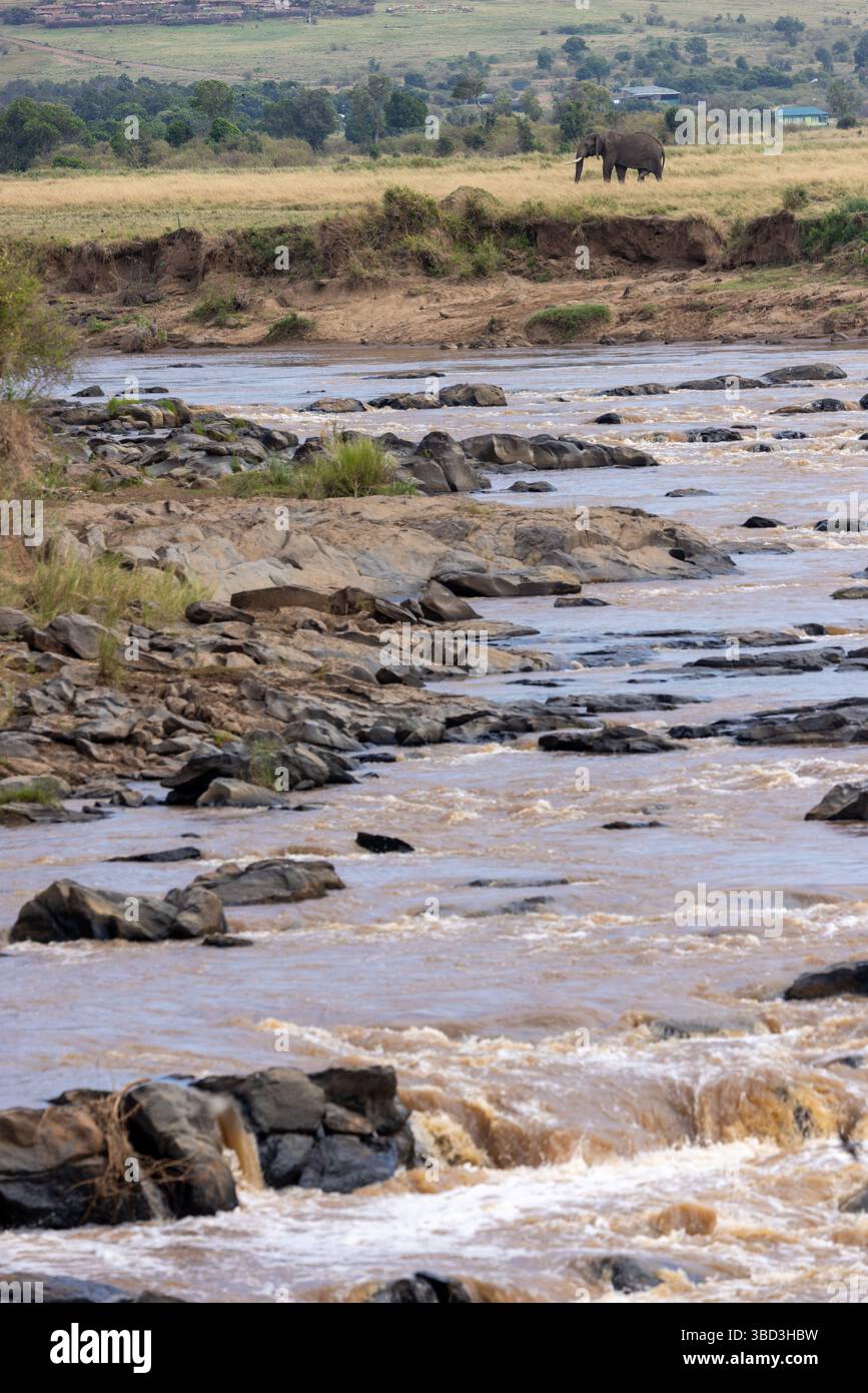 Mara river with lone elephant in background Stock Photo - Alamy