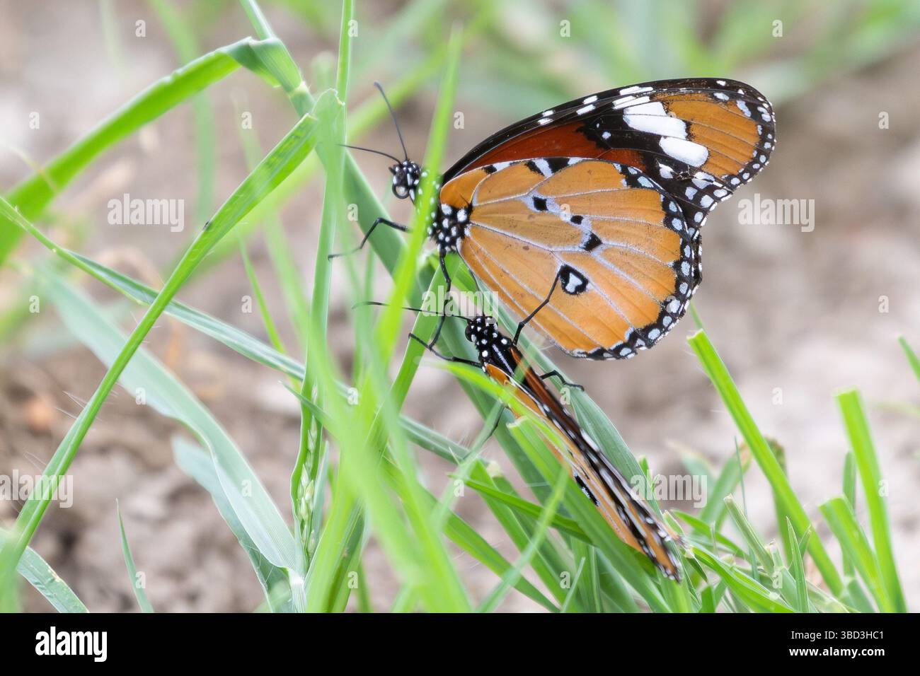 African Monarch Butterfly (Danaus chrysippus). aka Plain Tiger ...