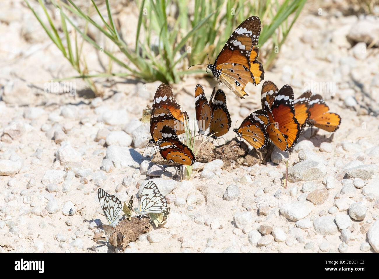 African Monarch Butterfly (Danaus chrysippus). aka Plain Tiger with ...