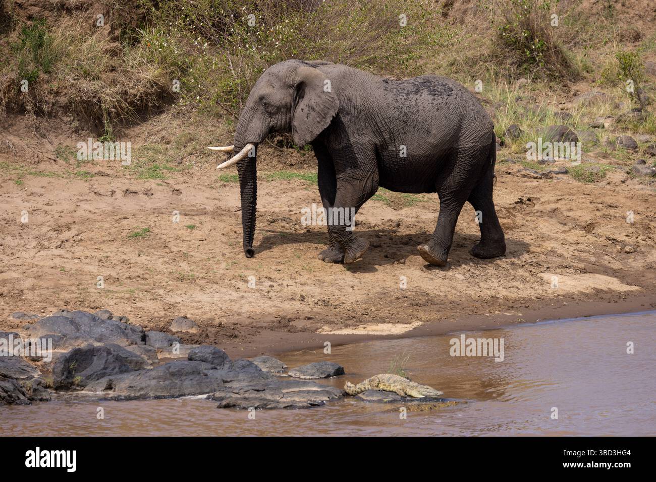 Nile crocodile african largest hi-res stock photography and images - Alamy
