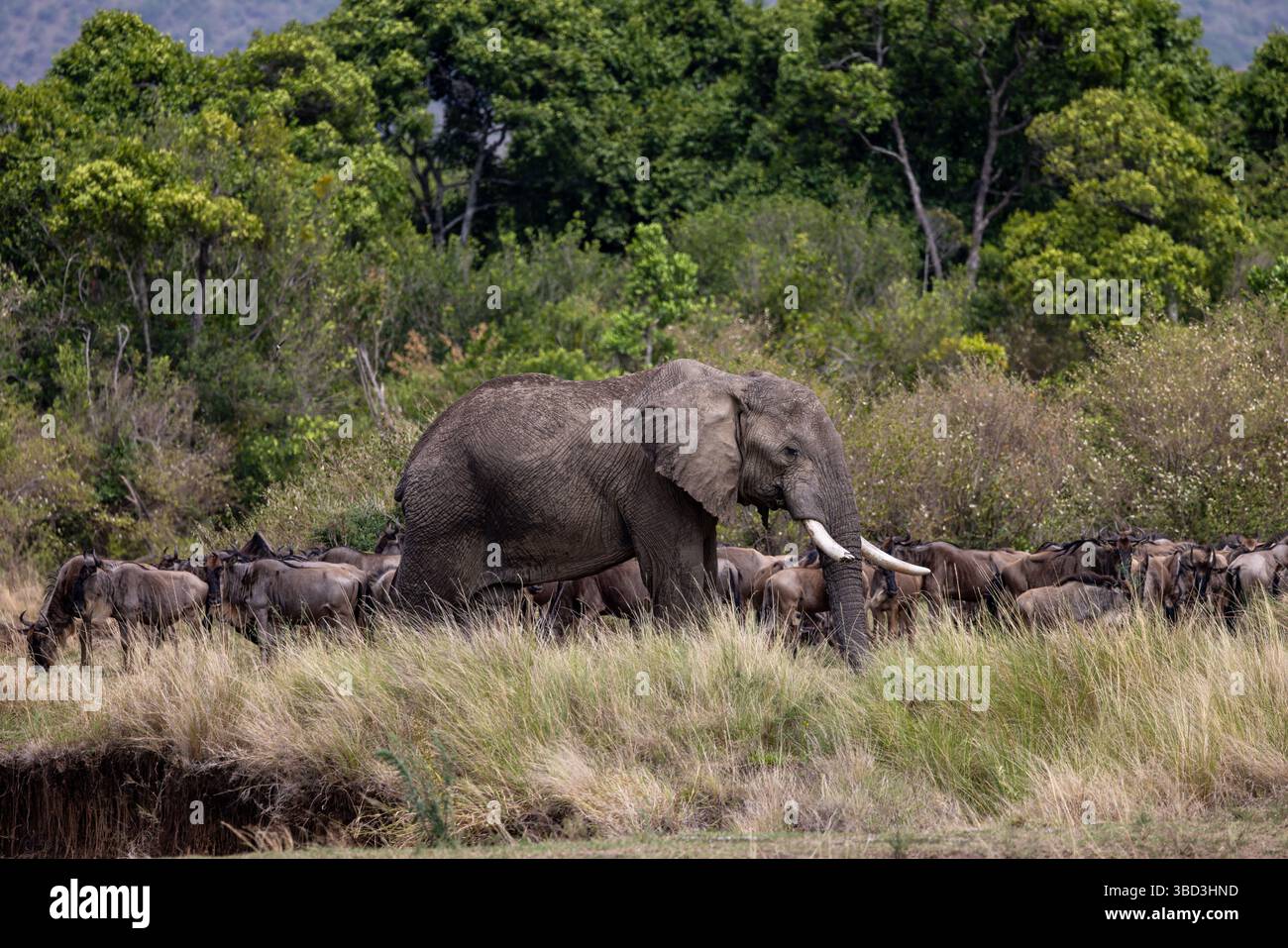 Elephant with wildebeest at Mara river crossing Stock Photo - Alamy