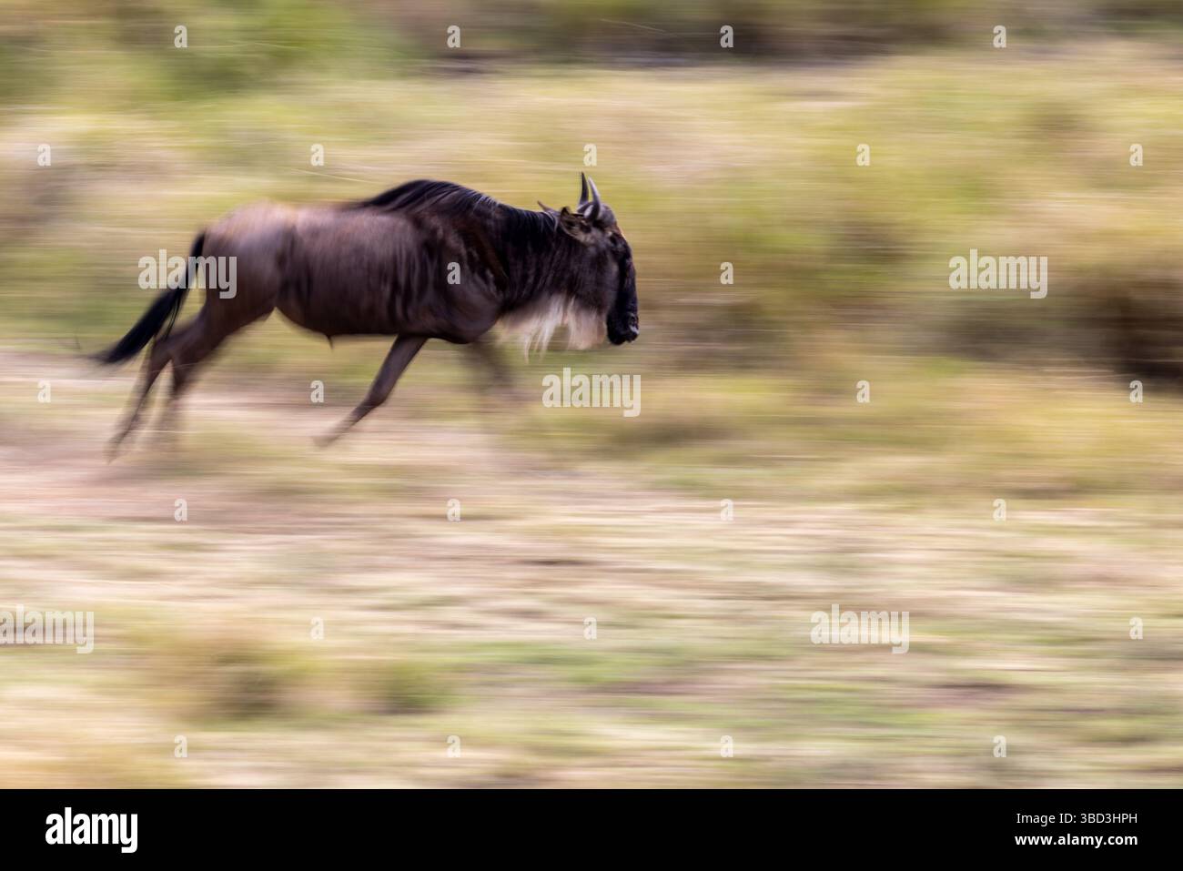Panning image with blurred background of wildebeest running in the ...