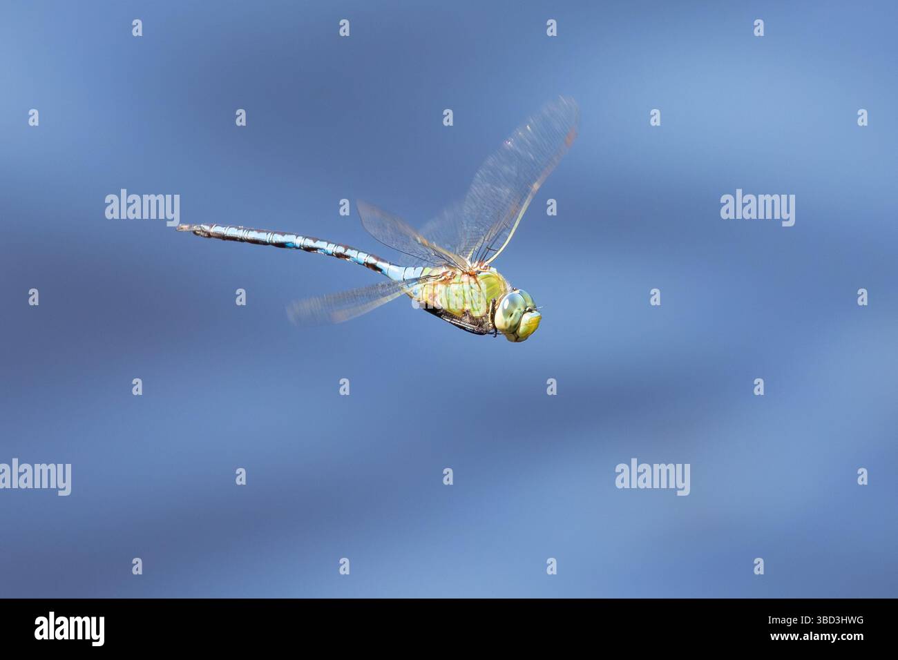 Blue Emperor hawker dragonfly (Anax imperator) in flight over lake ...