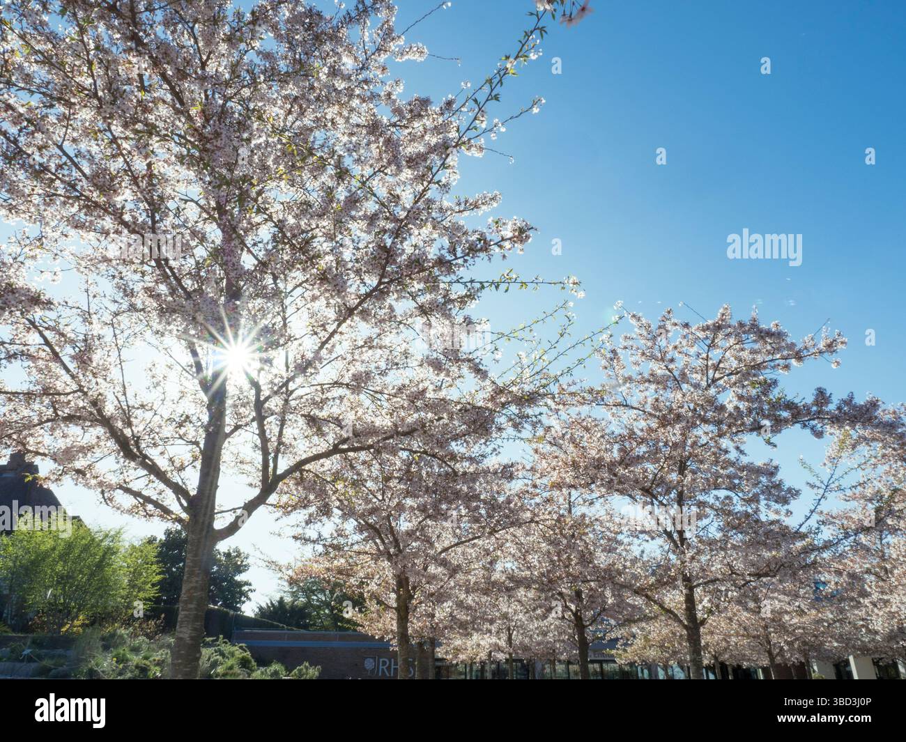 YOSHINO CHERRY Prunus x yedoensis spring blossom, with low spring sun ...