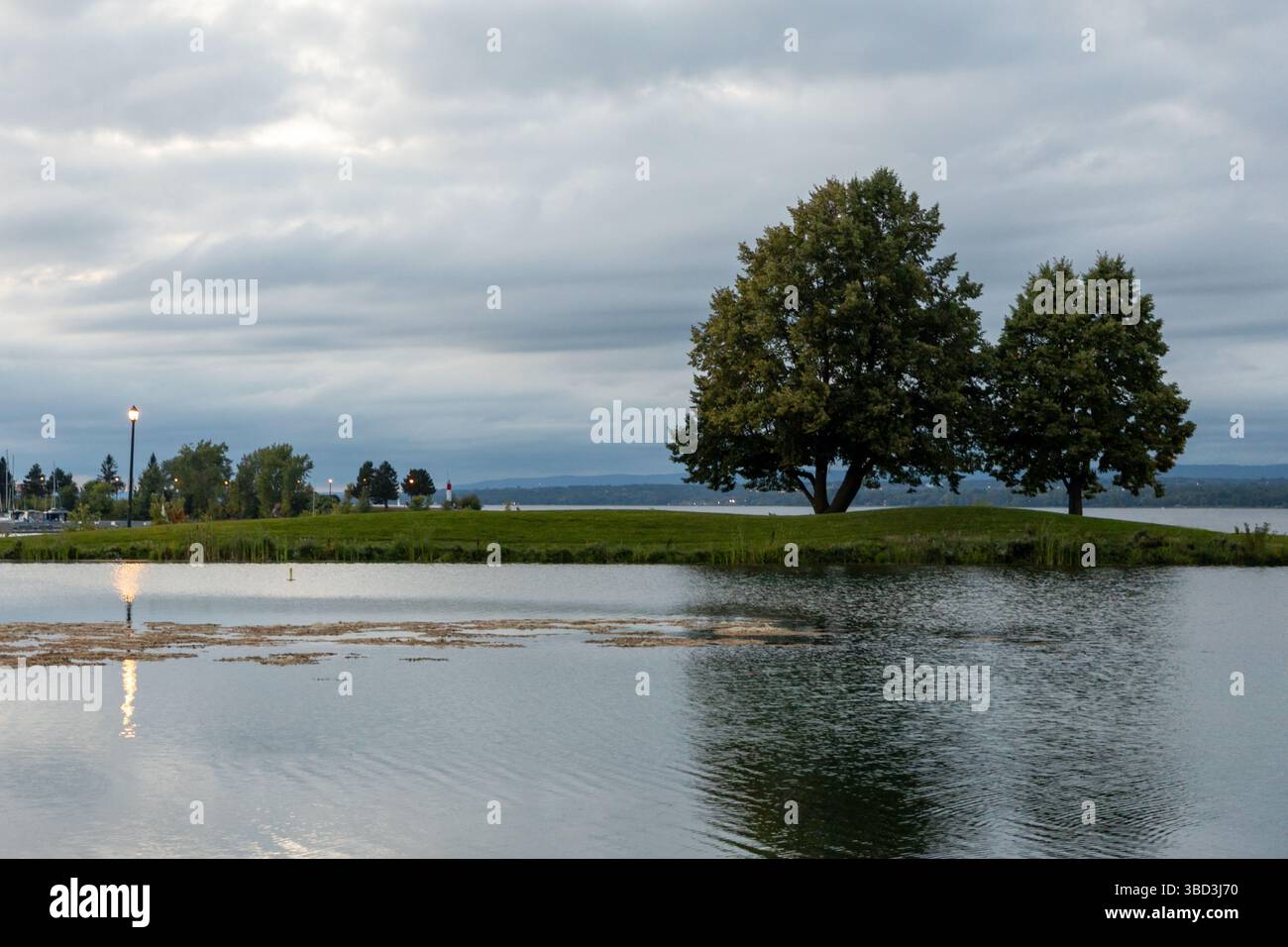Waterfront with trees in the park in summer. Andrew Haydon Park in the ...
