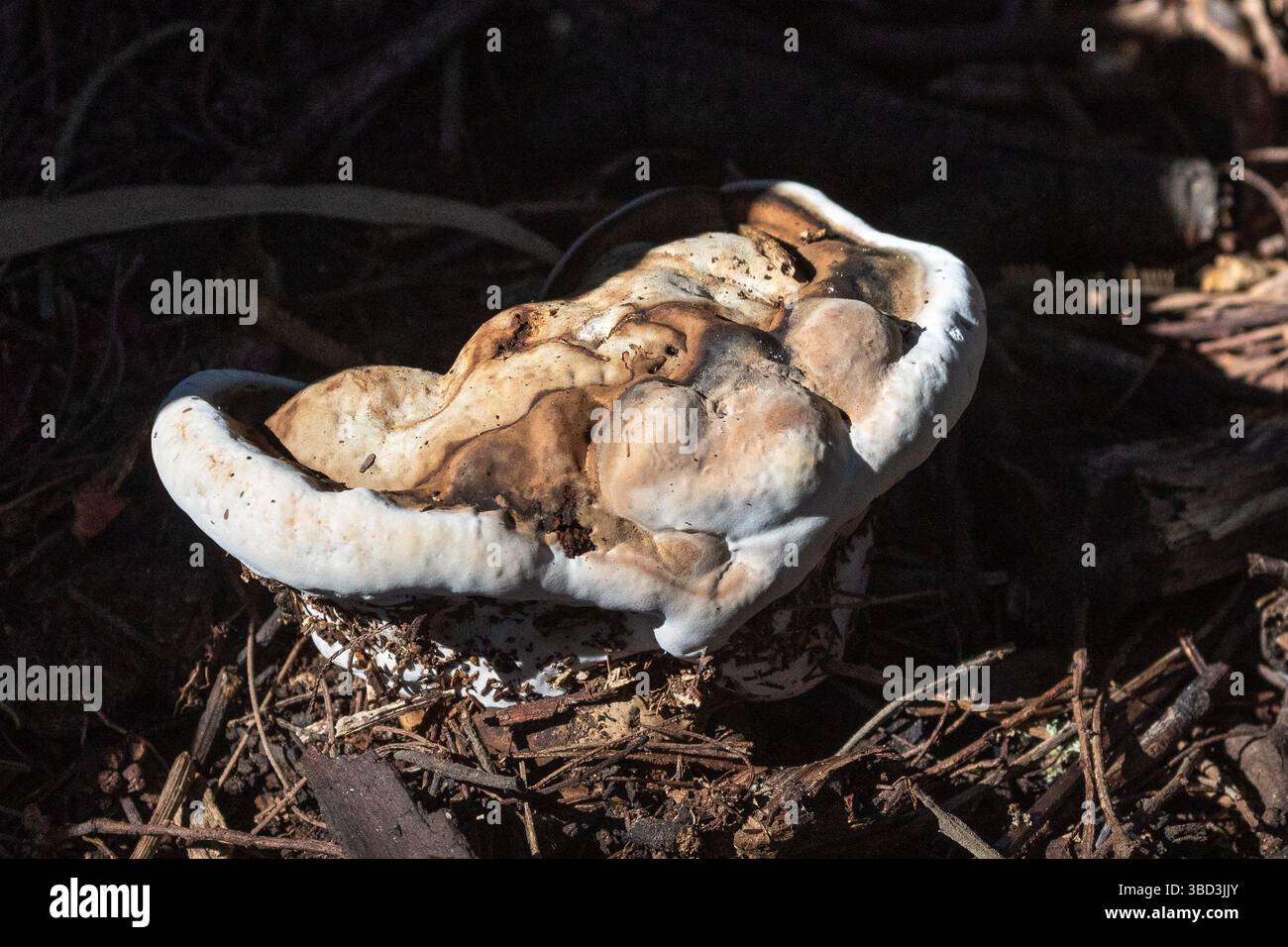 Ganoderma spp Bracket Fungus growing on decaying tree in forest ...