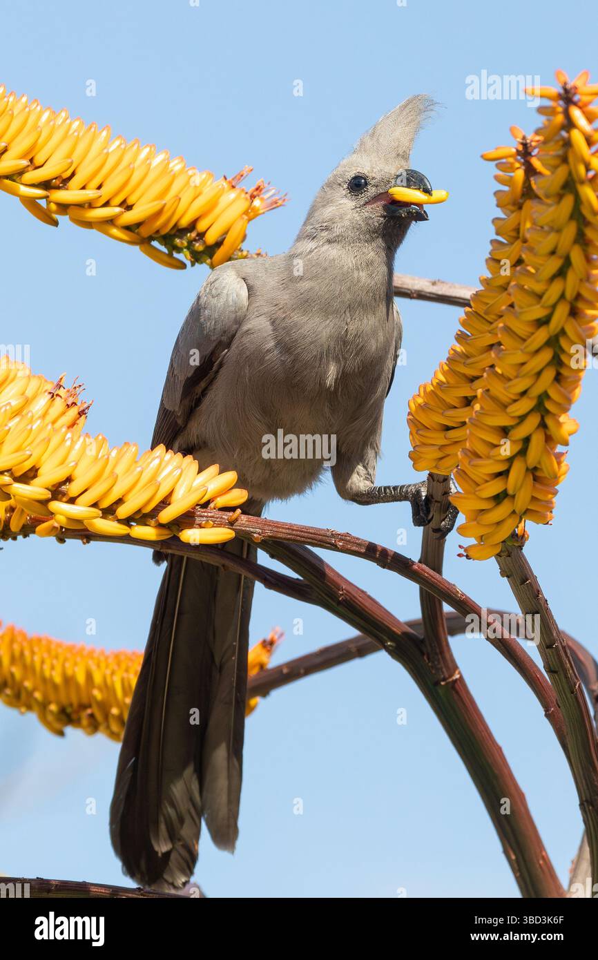 Grey Go-away-bird, Grey Loerie or Grey Turaco (Corythaixoides concolor ...