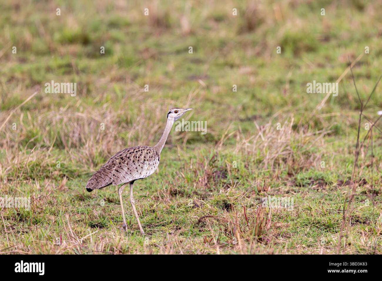 White bellied bustard (white bellied korhaan) hi-res stock photography ...