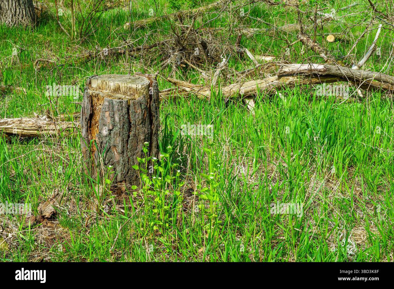 An old pine stump among young green, spring grass Stock Photo - Alamy