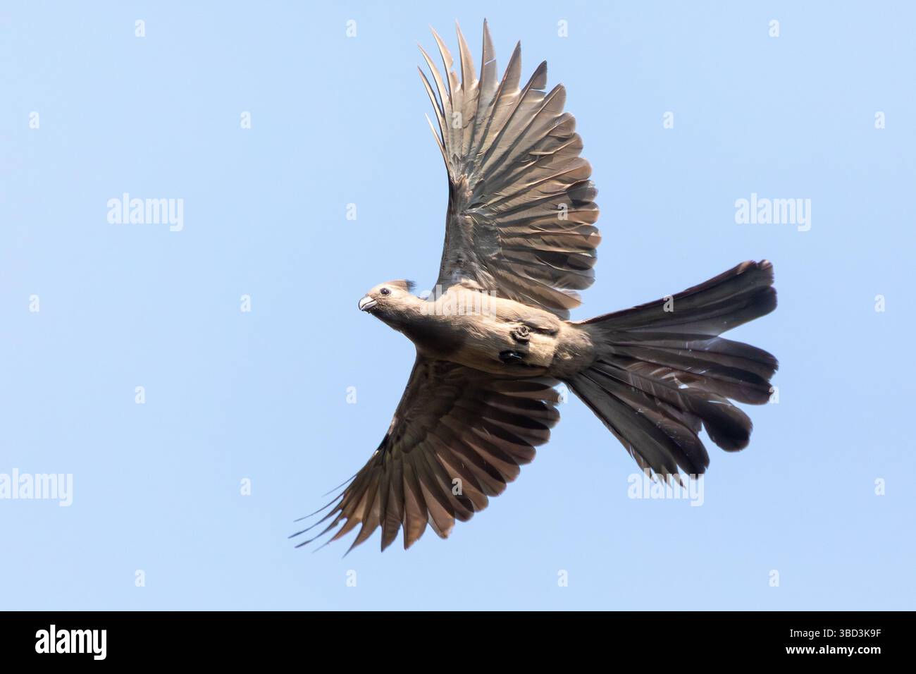 Grey Go-away-bird, Grey Loerie or Grey Turaco (Corythaixoides concolor ...