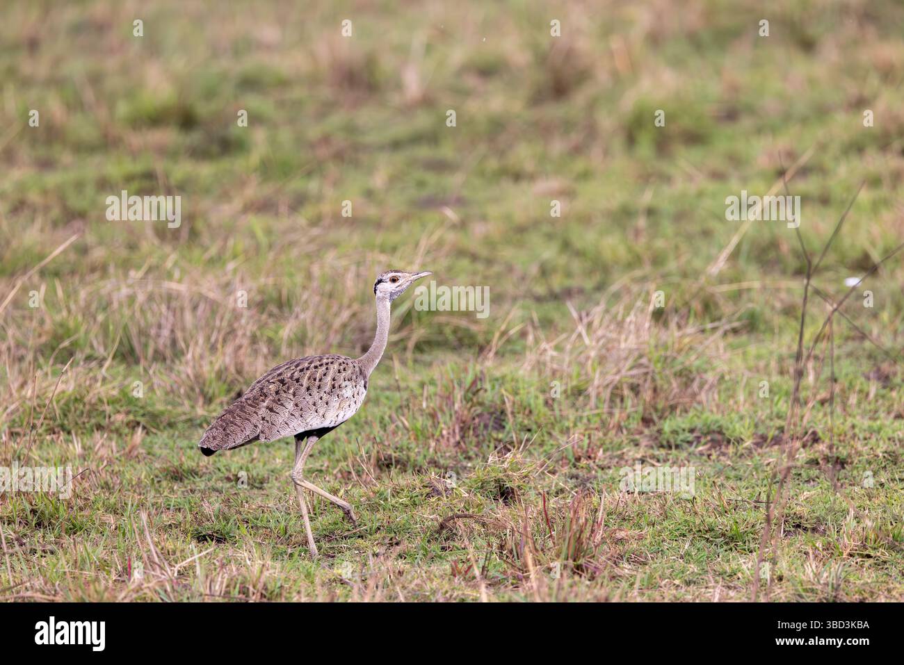 White bellied bustard bird hi-res stock photography and images - Alamy