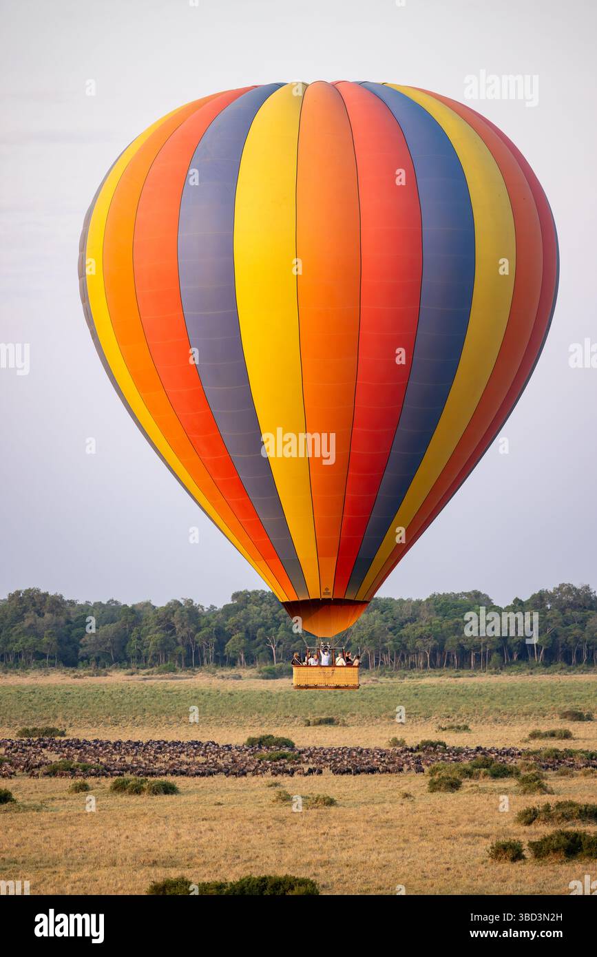 Hot-air balloon sailing over wildebeest annual migration in the Masai ...