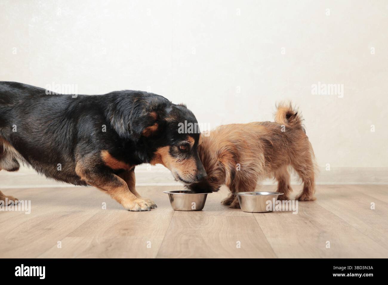 Two dogs eating food from aluminum container on floor kitchen tiles ...