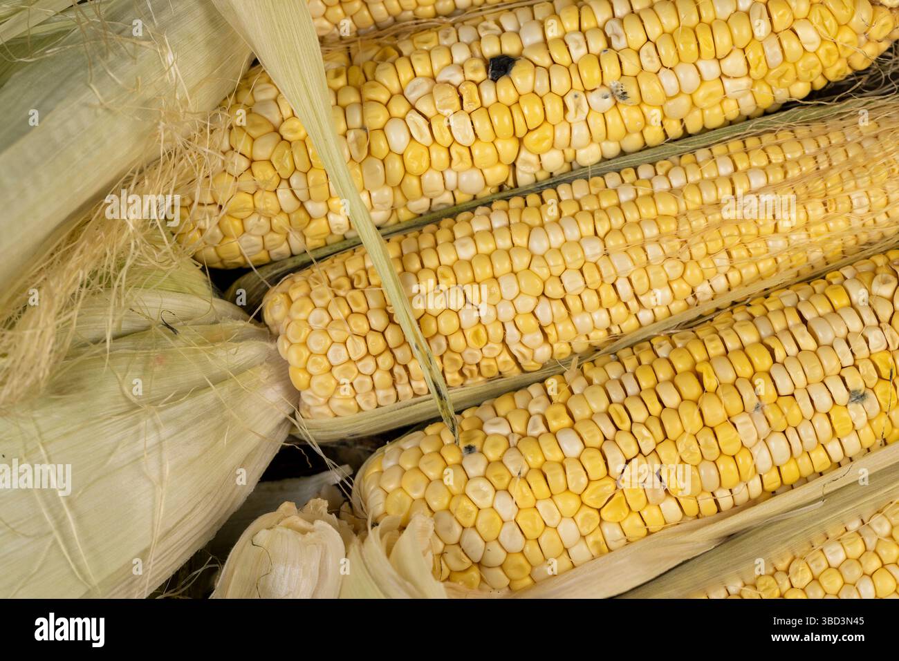 yellow grains covered with mold on a corn cob due to improper storage ...