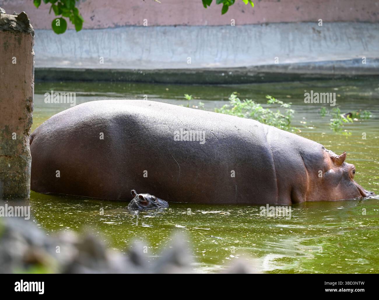 New Delhi, India. 22nd May, 2025. NEW DELHI, INDIA - MAY 22: A female ...