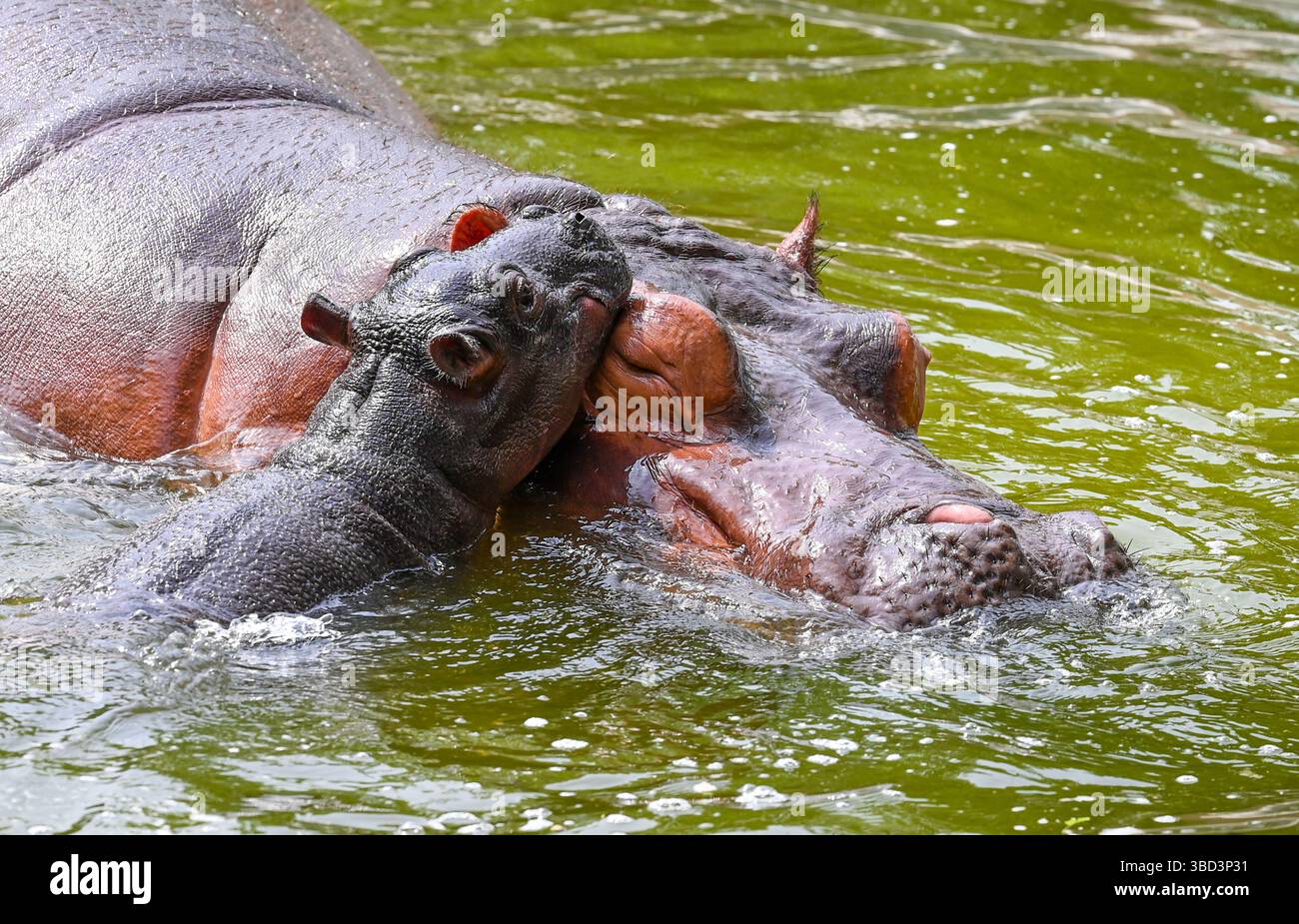 New Delhi, India. 22nd May, 2025. NEW DELHI, INDIA - MAY 22: A female ...