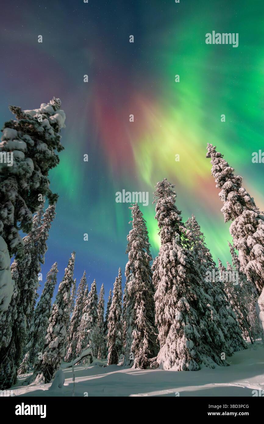 Northern lights / Aurora borealis over snow covered spruce trees on the ...