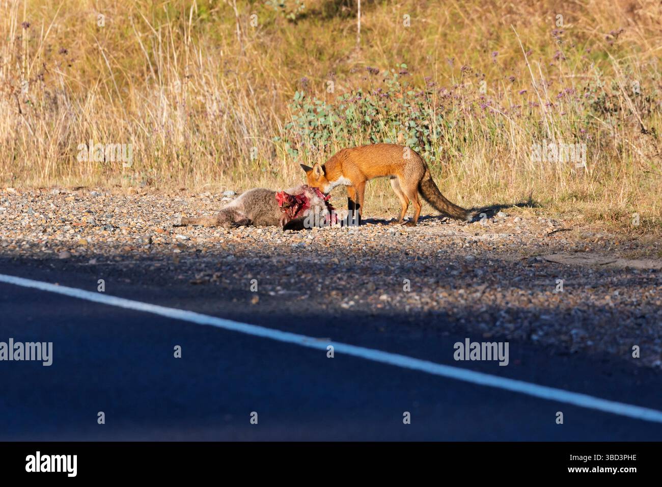 Photograph of a Red Fox eating Kangaroo roadkill by the side of the ...