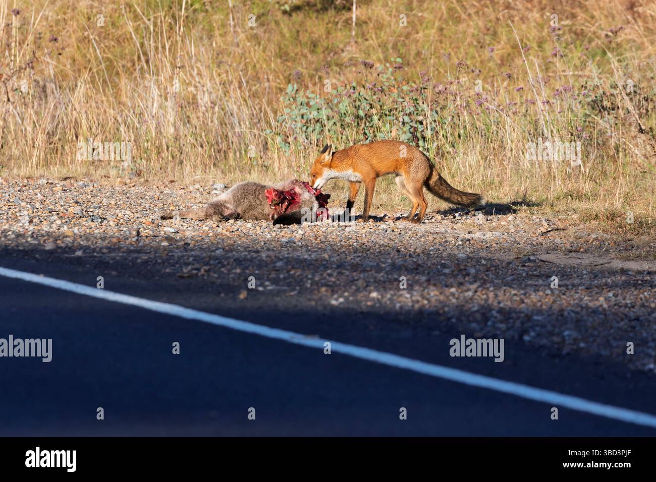 Photograph of a Red Fox eating Kangaroo roadkill by the side of the ...