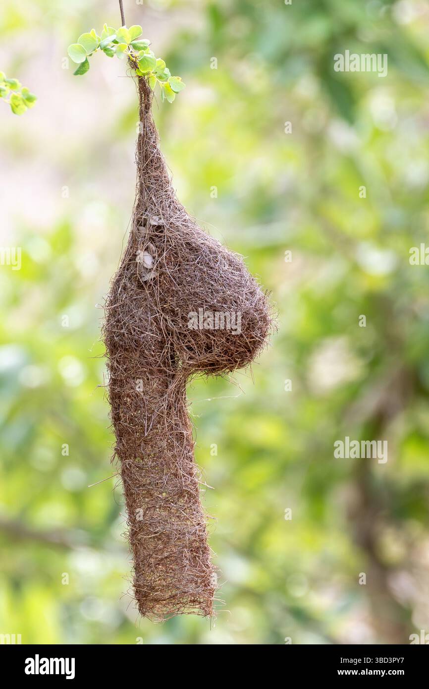Woven nest of a Spectacled Weaver (Ploceus ocularis) with 30cm spout or ...