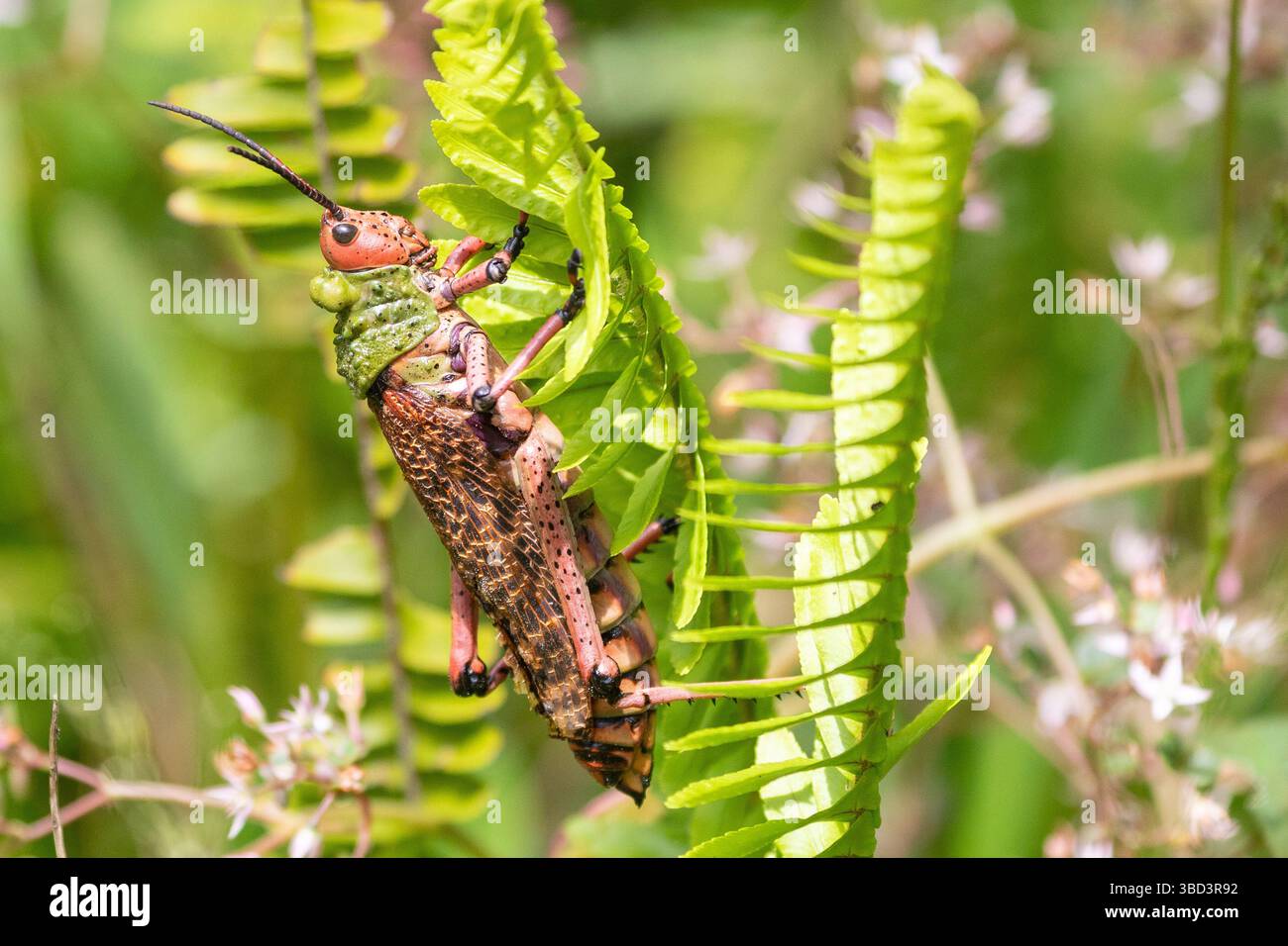 Toxic pink male Leprous Grasshopper (Phymateus leprosus) on fern, Western Cape, South Africa ...