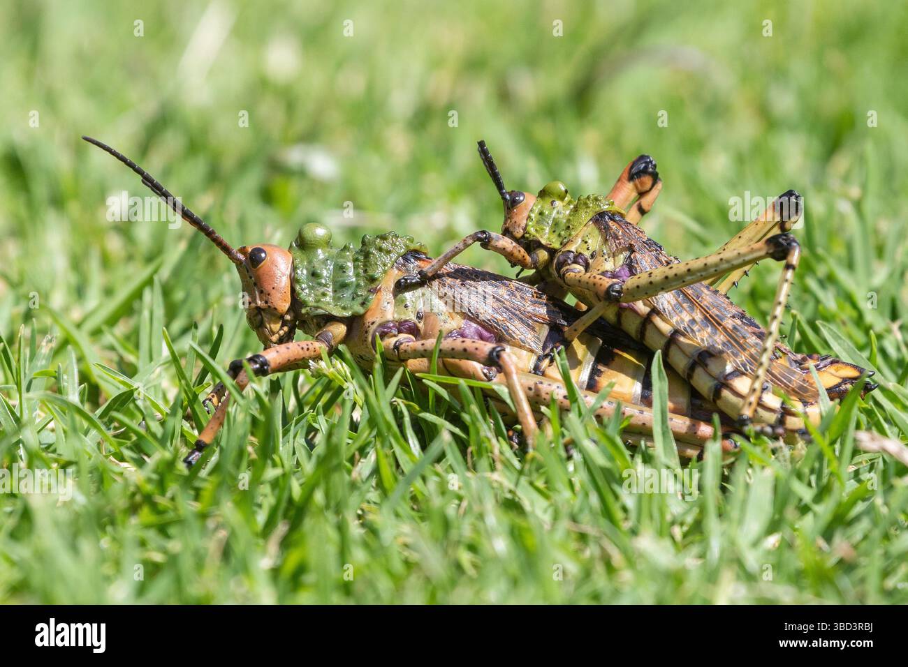 Mating Leprous Grasshoppers (Phymateus leprosus), a toxic milkweed ...