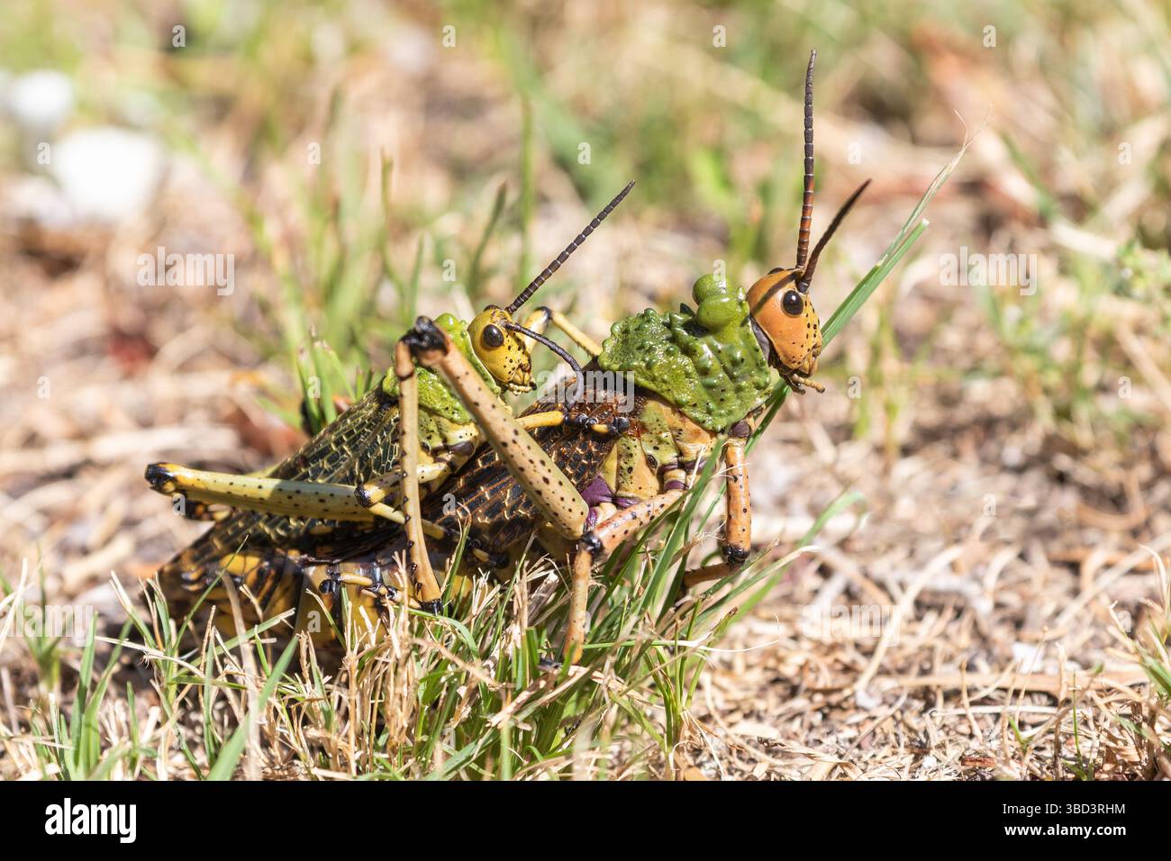 Male and female human mating hi-res stock photography and images - Alamy