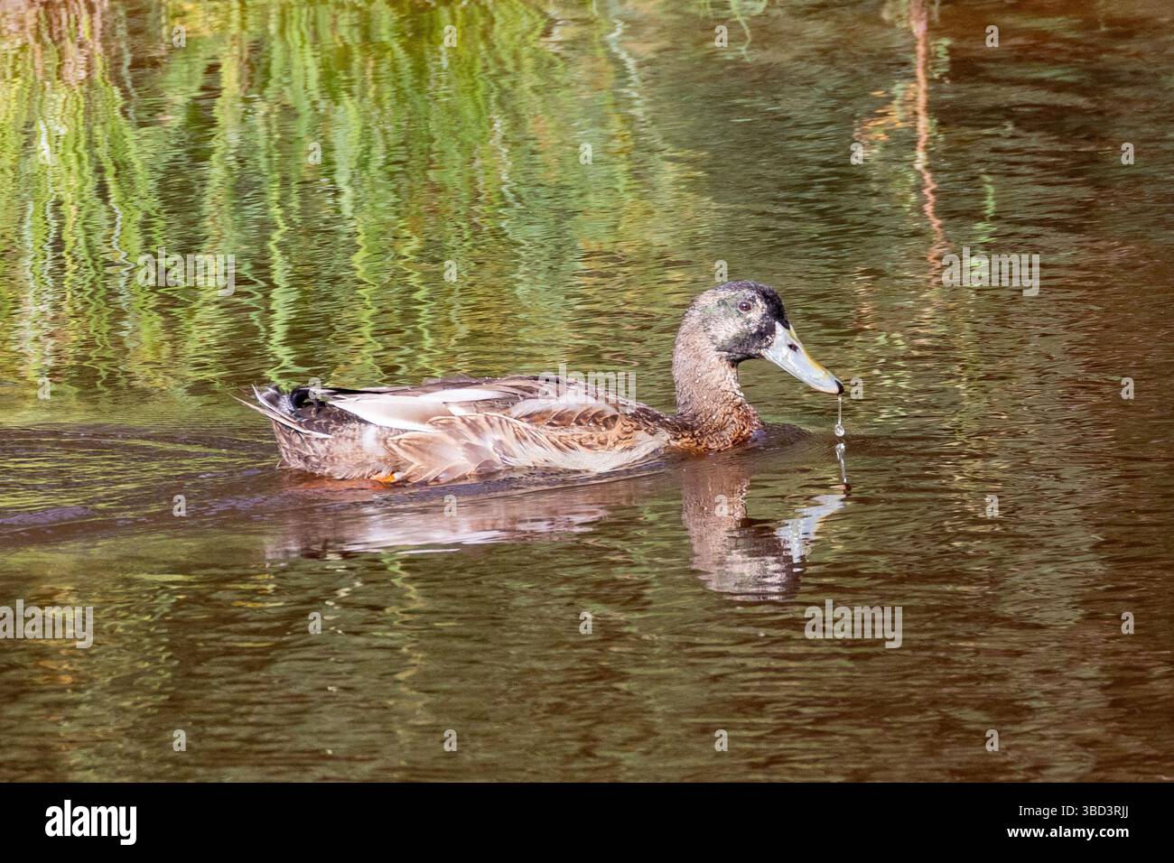 Feral male Mallard Duck (Anas platyrhynchos) in transitional pre ...