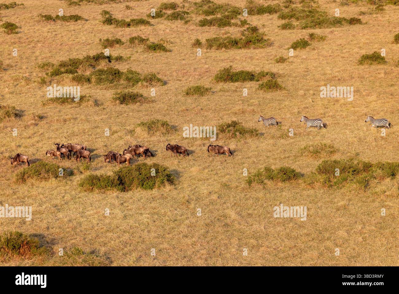 Aerial view of wildebeest and plains zebra in the great migration in ...