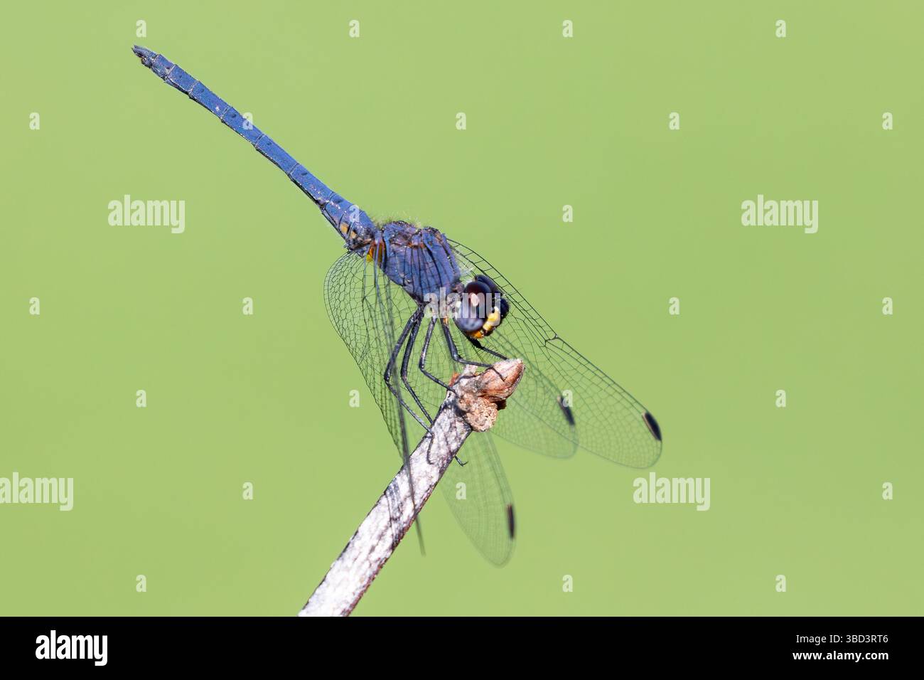 Navy Dropwing Dragonfly (Trithemis furva) perched on twig side view ...