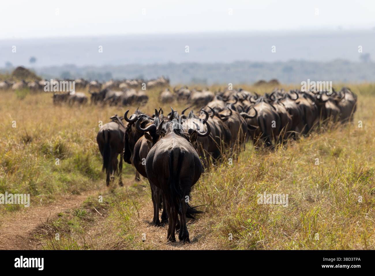 Ungulate migration hi-res stock photography and images - Alamy