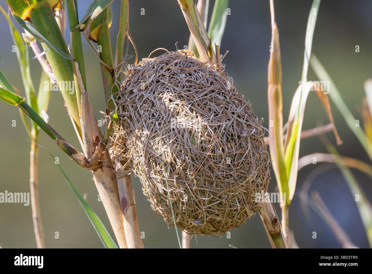 Nest of the Southern Red Bishop (Euplectes orix) made from woven dried ...